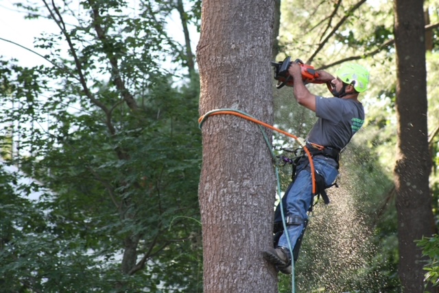 Tree Removal - Another Level Landscape & Design